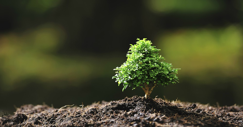REFORESTACION 2019, LA META SEMBRAR 1.5 MILLONES DE ARBOLES - Tlaxcala ...